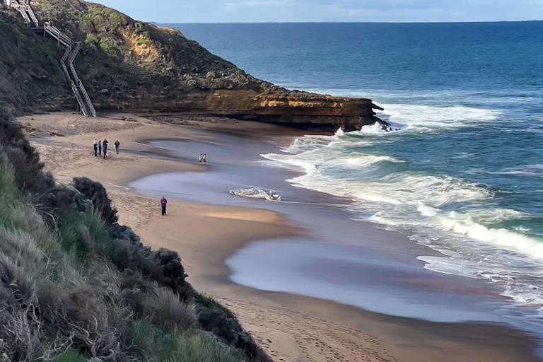 Whale carcass forces Bells Beach to close