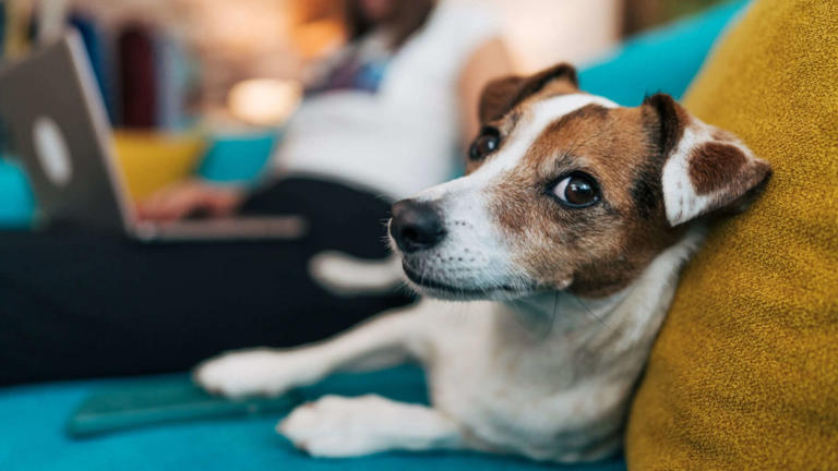 Leaving your pet home alone? 3 things you must do to keep your dog calm