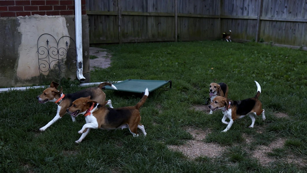 Why beagles make excellent family companions