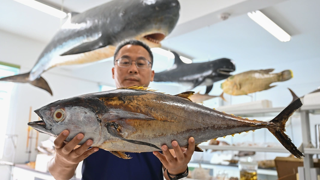 Ahi tuna species, traits, and culinary uses