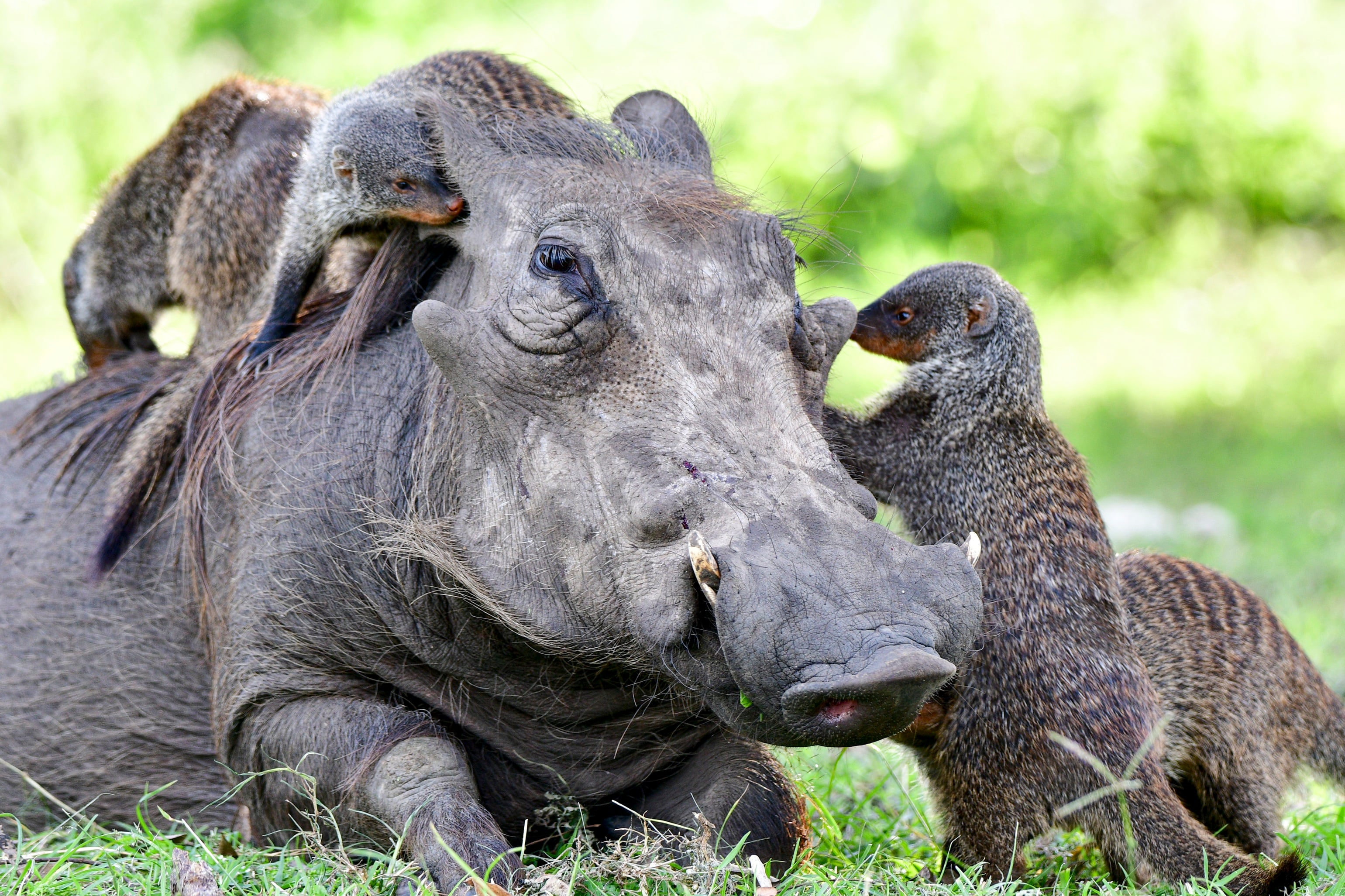 Real-life 'Timon and Pumbaa' found in wild animal cooperations