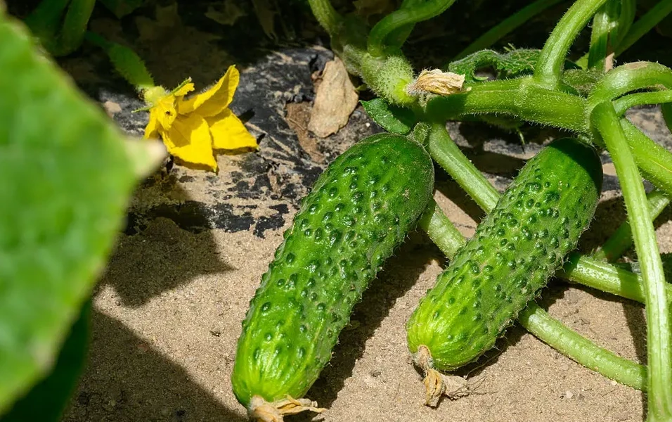 Monsoon veggies that make your garden thrive