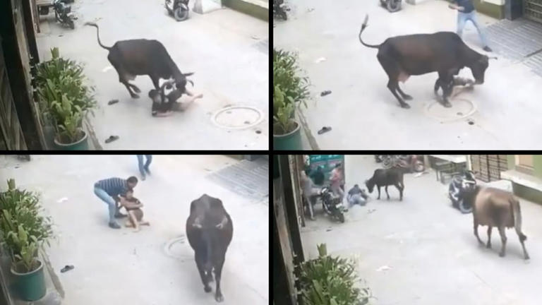 Viral video: Stray cow attacks child in Delhi's Tughlakabad, brave man ...
