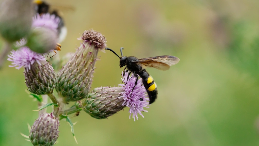 How color influences wasp attraction and avoidance