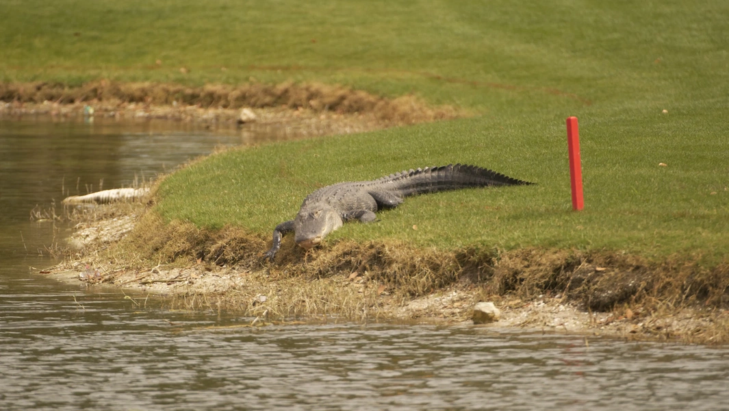 4 wild alligator encounters on Florida golf courses