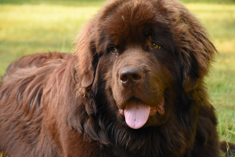 96-year-old grandma surprises her Newfoundland dog with a pool to beat ...