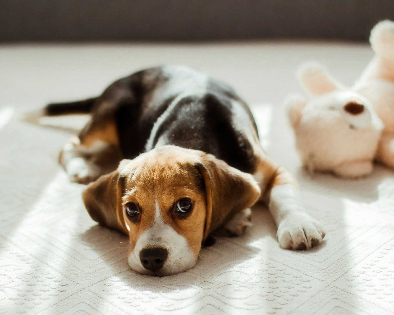 Dog breeds known for being great family companions