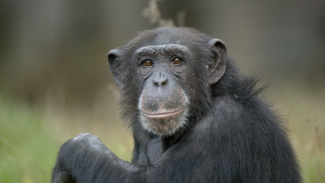 Study shows male chimpanzees care for their own offspring