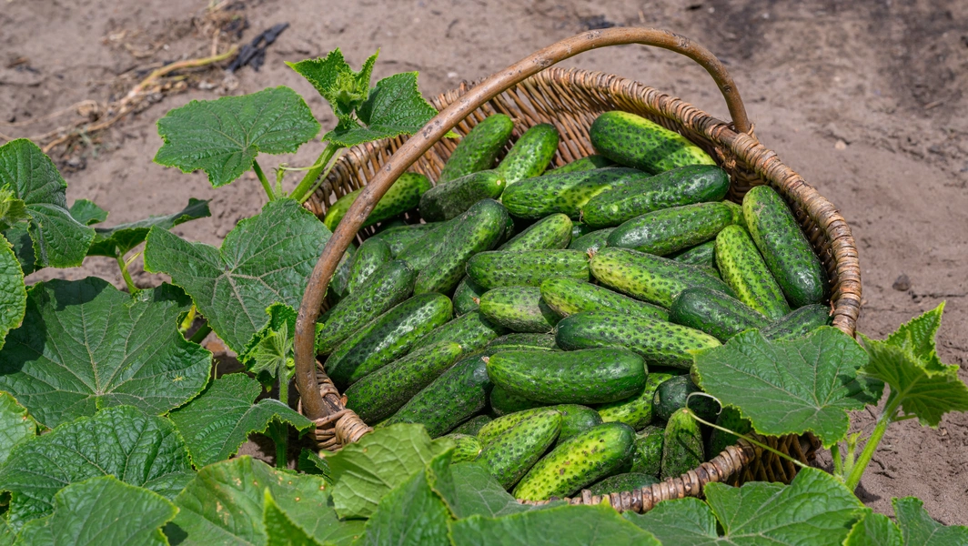 Maximizing cucumber yields through variety and care