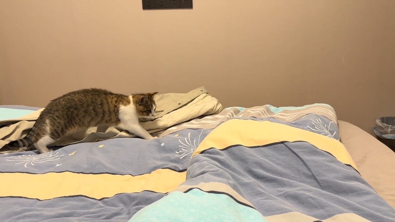 Cat jump scared by moving leg under blanket
