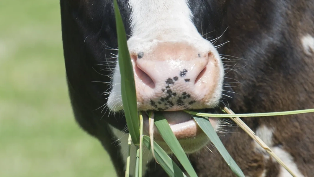 Viral cow video delights viewers