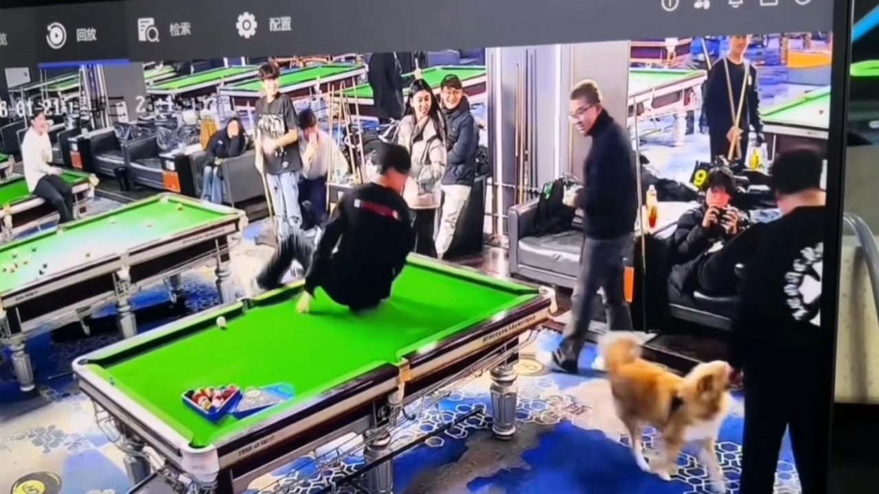 Dog chase chaos inside Hebei billiard hall
