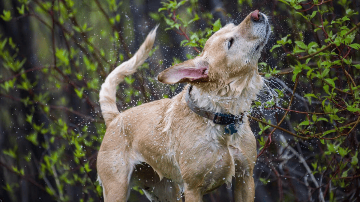 Most owners get this wrong: Where to wet your dog during extreme heat