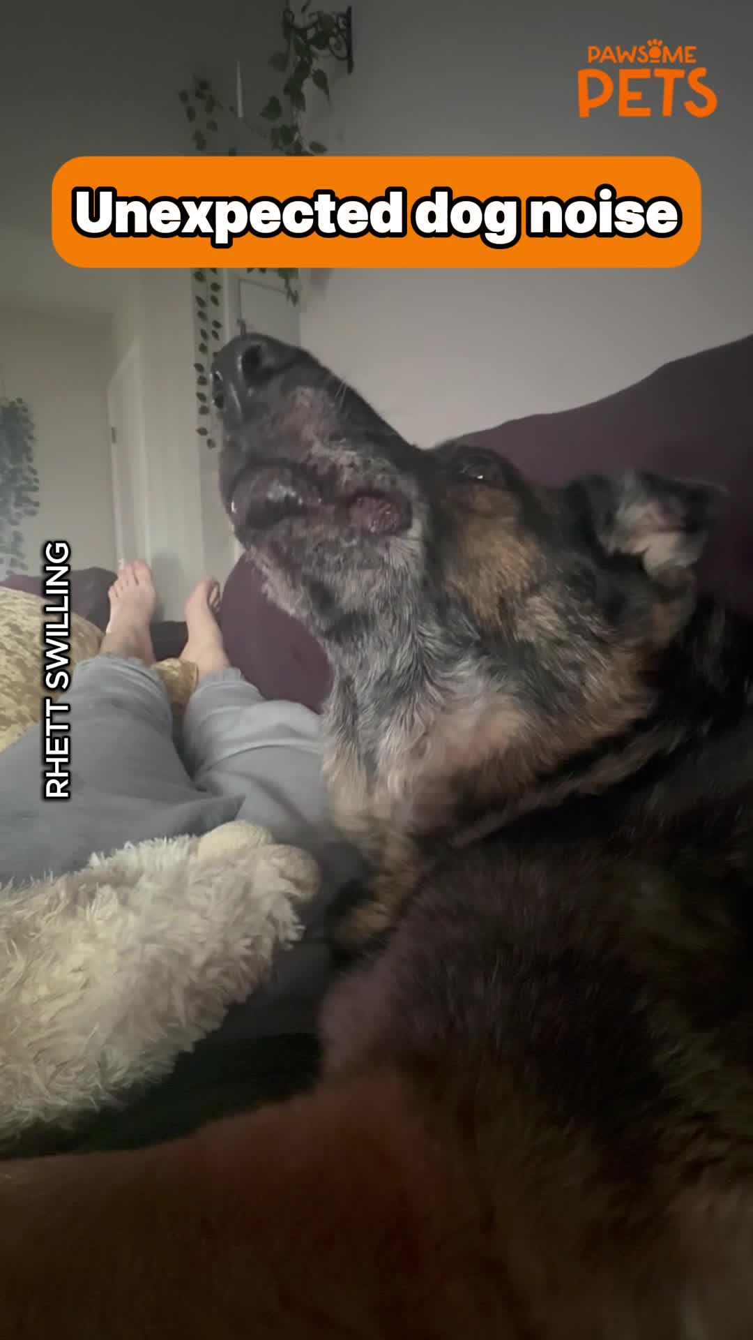 German shepherd's strange howl leaves owner stunned