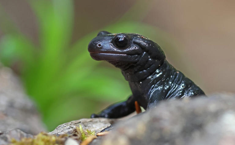 Rediscovered in 2014, this salamander’s habitat was almost lost to coffee