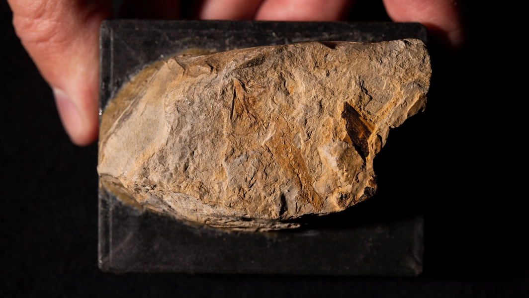 Ancient Mexican salamander fossil discovery