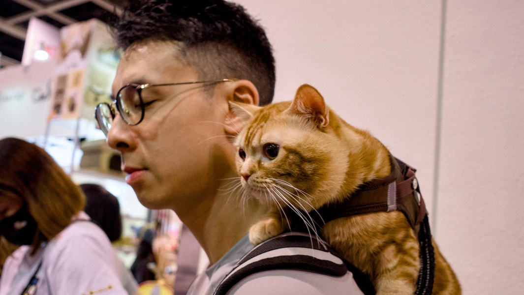 5 men and the cats they love
