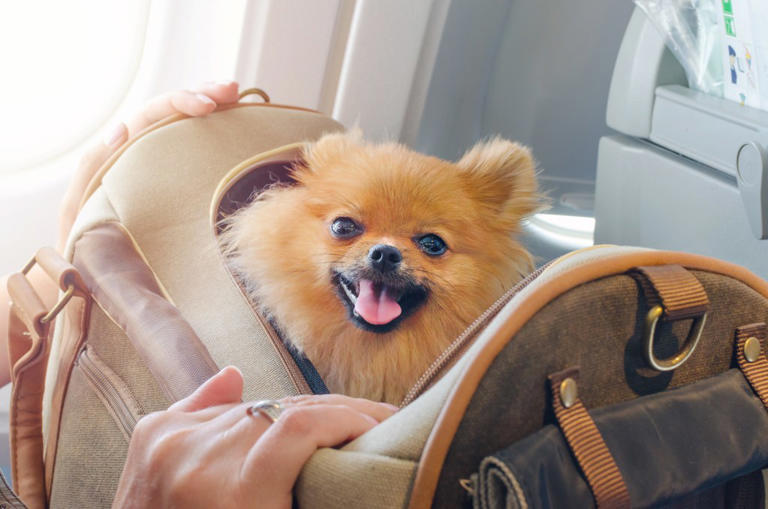 Flyers fume after passenger sits dog in 'disgusting' position on plane ...