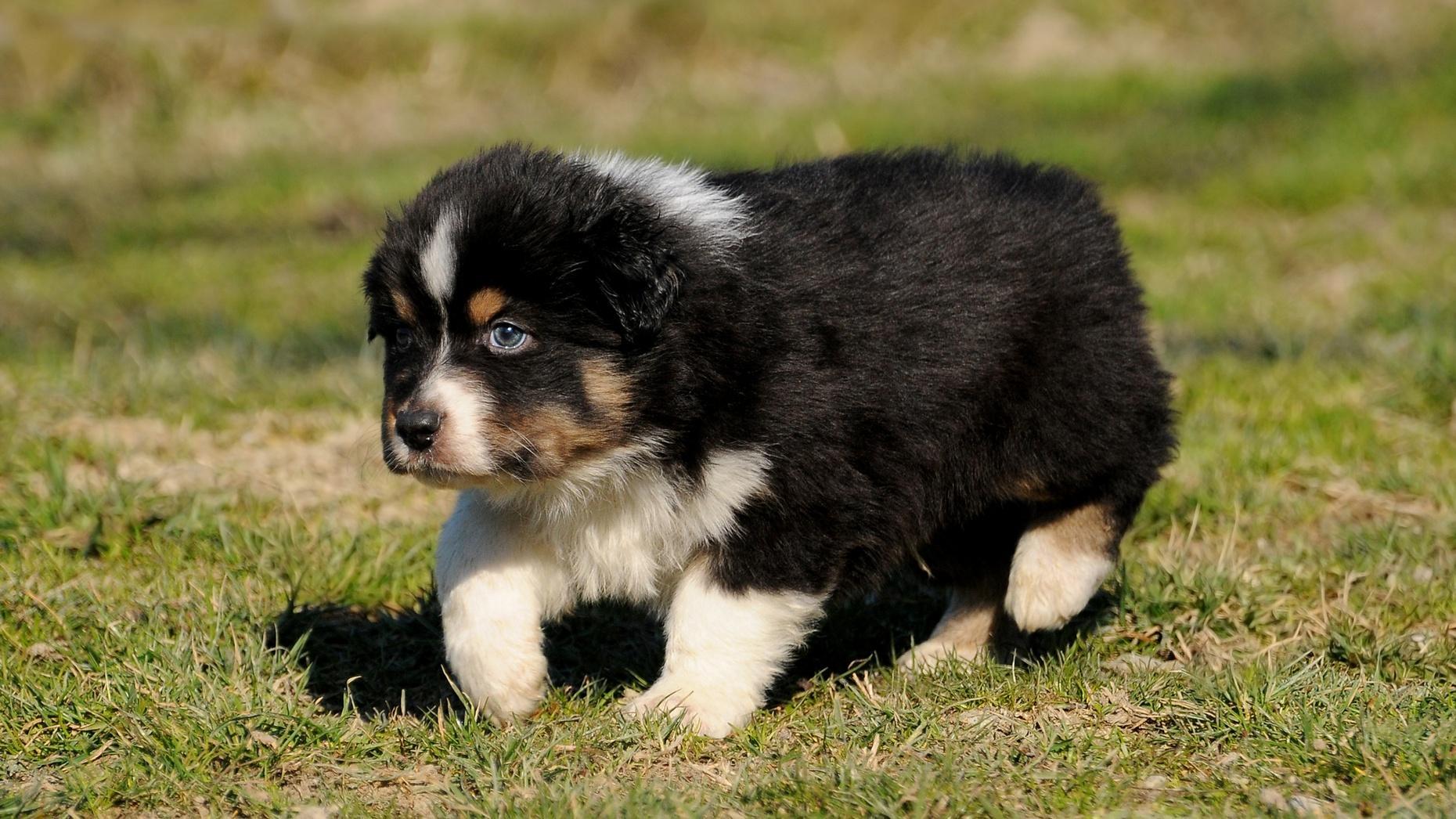 The most affectionate dog breeds: 5 favorites around the world