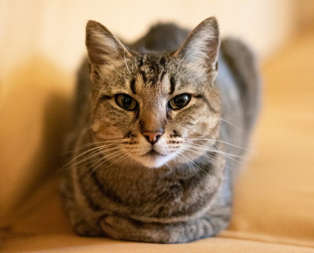 Why your annoyed cat tolerates your new baby