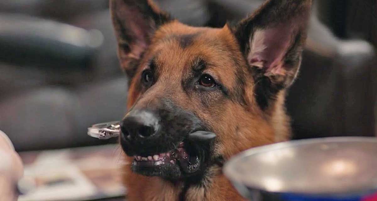 Hudson et Rex : la saison 7 de la série liquidée sur France 3