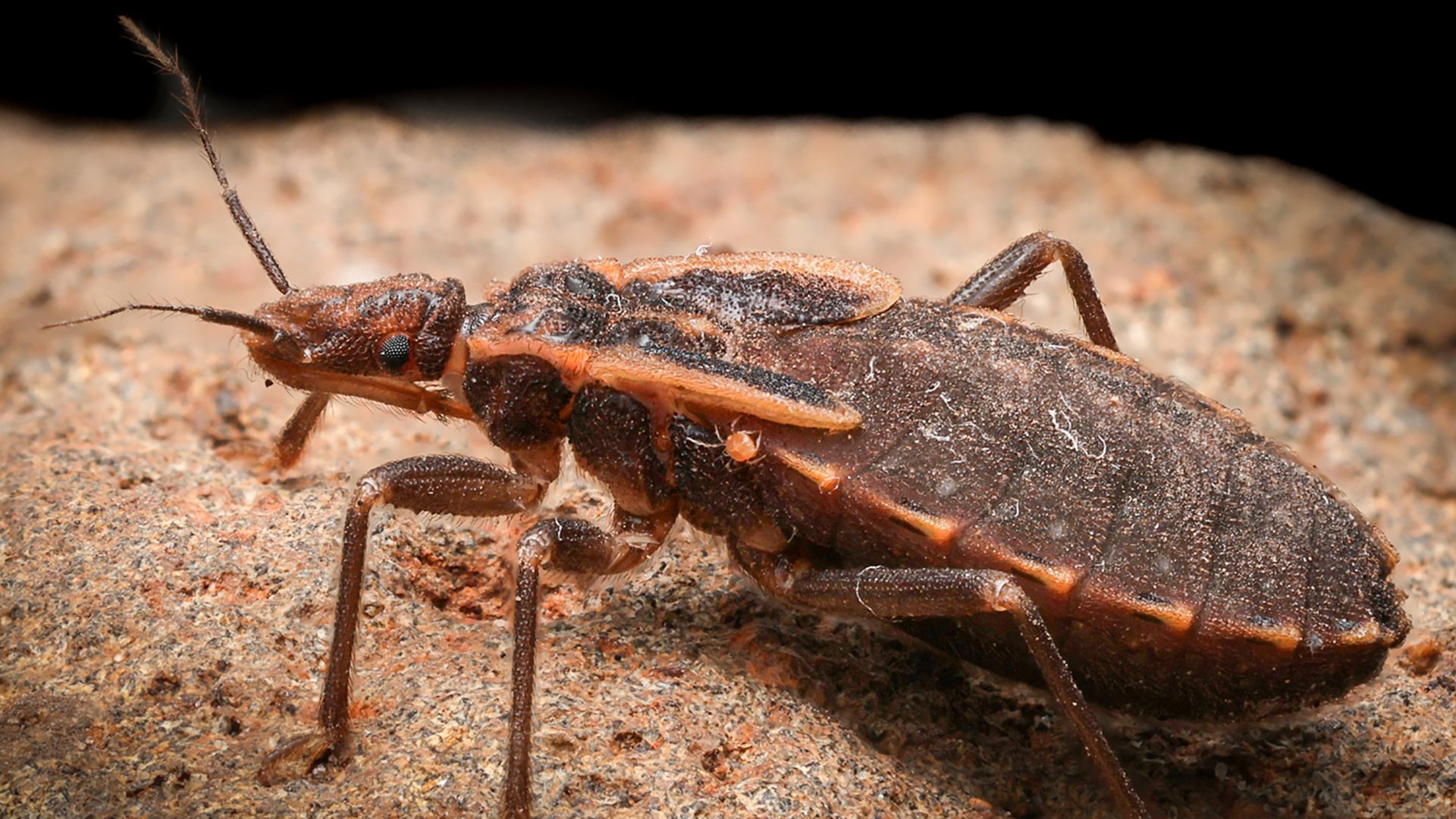 Scary parasitic diseases