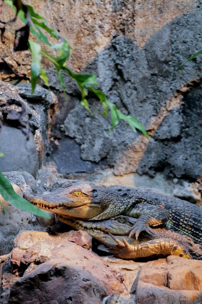 Boy critically injured after being thrown into crocodile enclosure