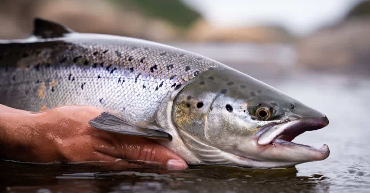 This record-breaking salmon haul was the best of the year