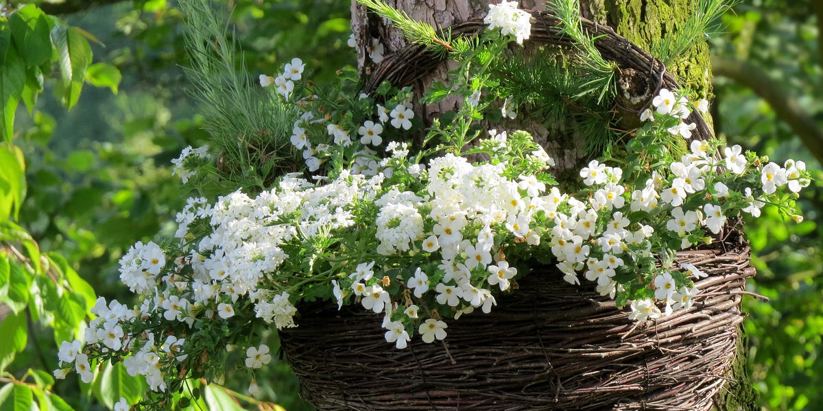 7 hanging basket plants that won't wilt in summer heat