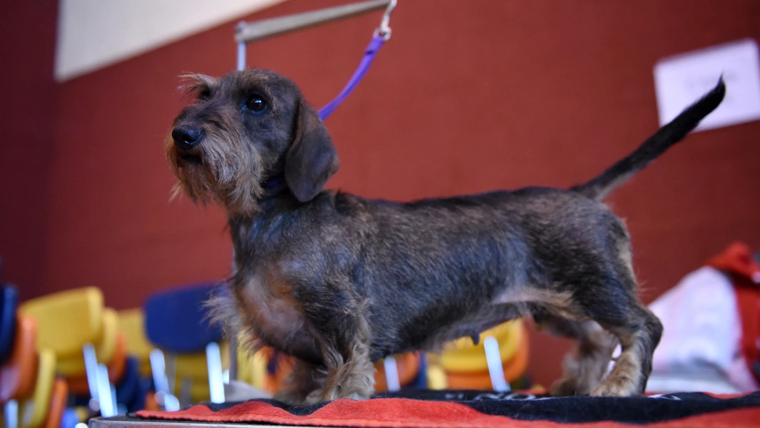 Dachshund coat types, colors, and patterns explained