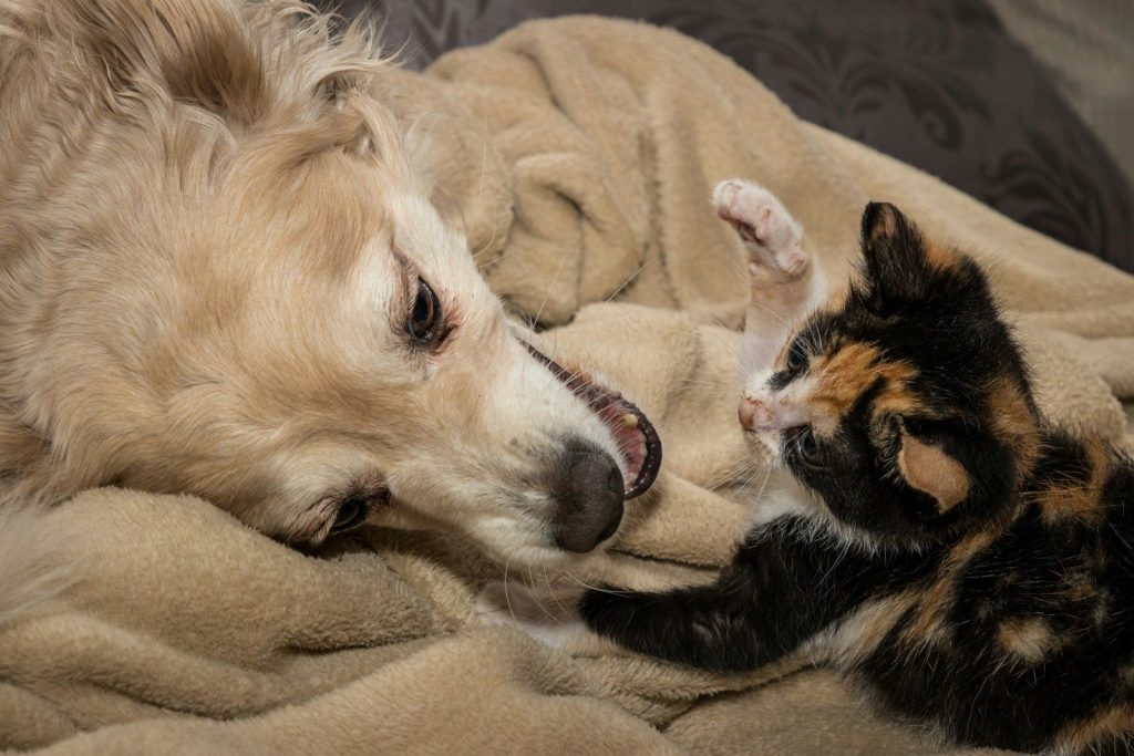 When a dog and kitten form an unbreakable bond that survives separation