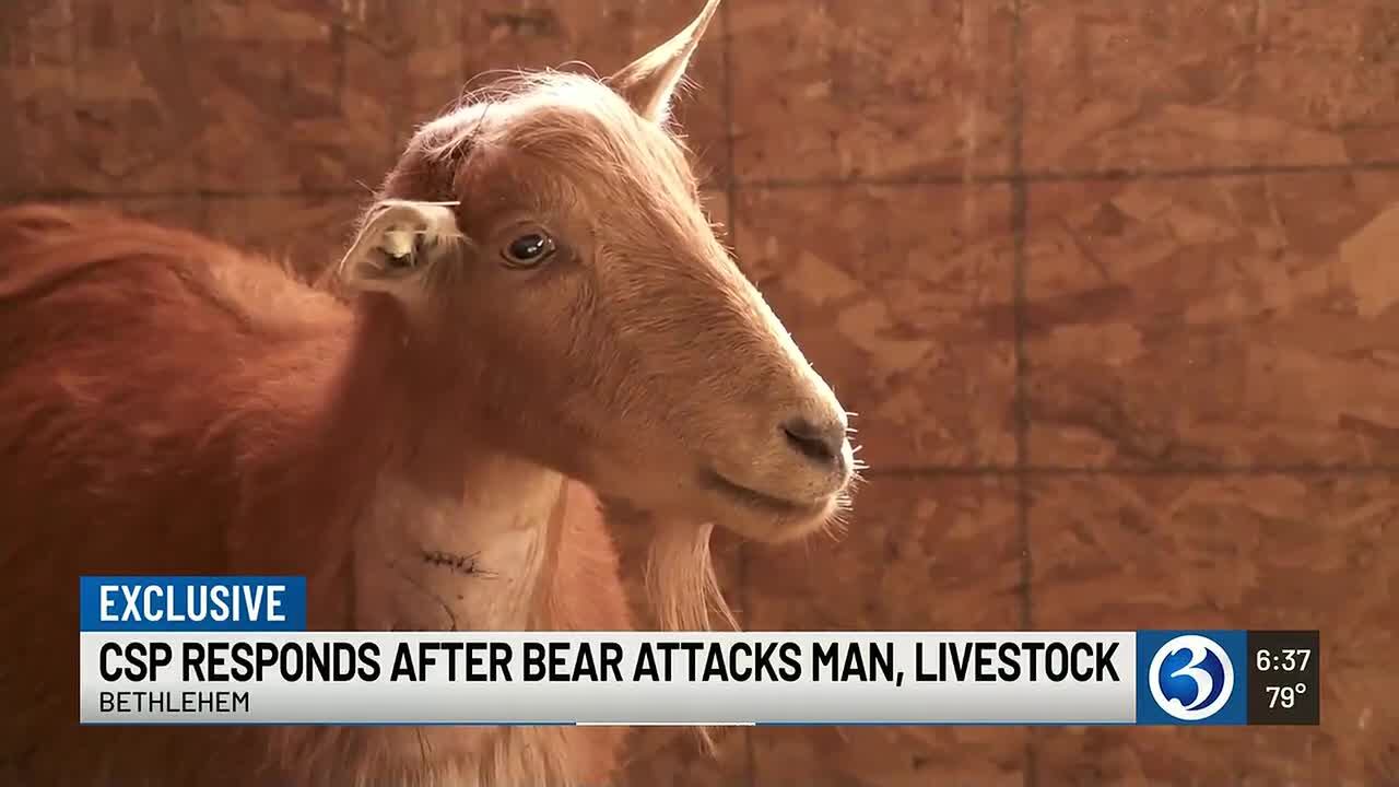 Bethlehem man says he fought off bear attacking pet goat