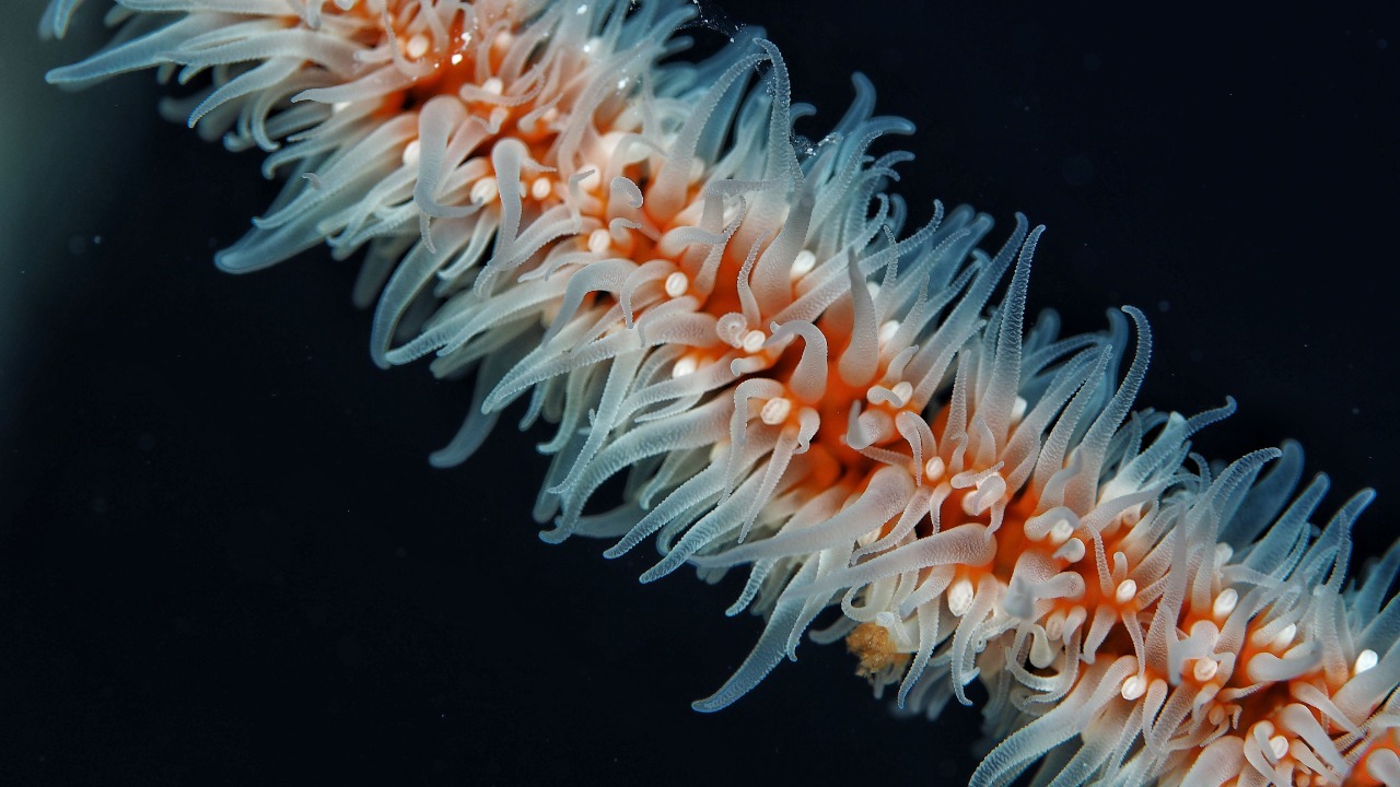 A glitter-named worm and an “Elven abyss” tunicate were found 2.5 miles ...
