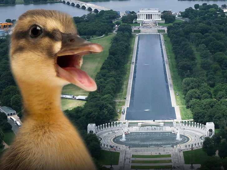 Dead animal found in reflecting pool after Trump admin poured hydrogen ...