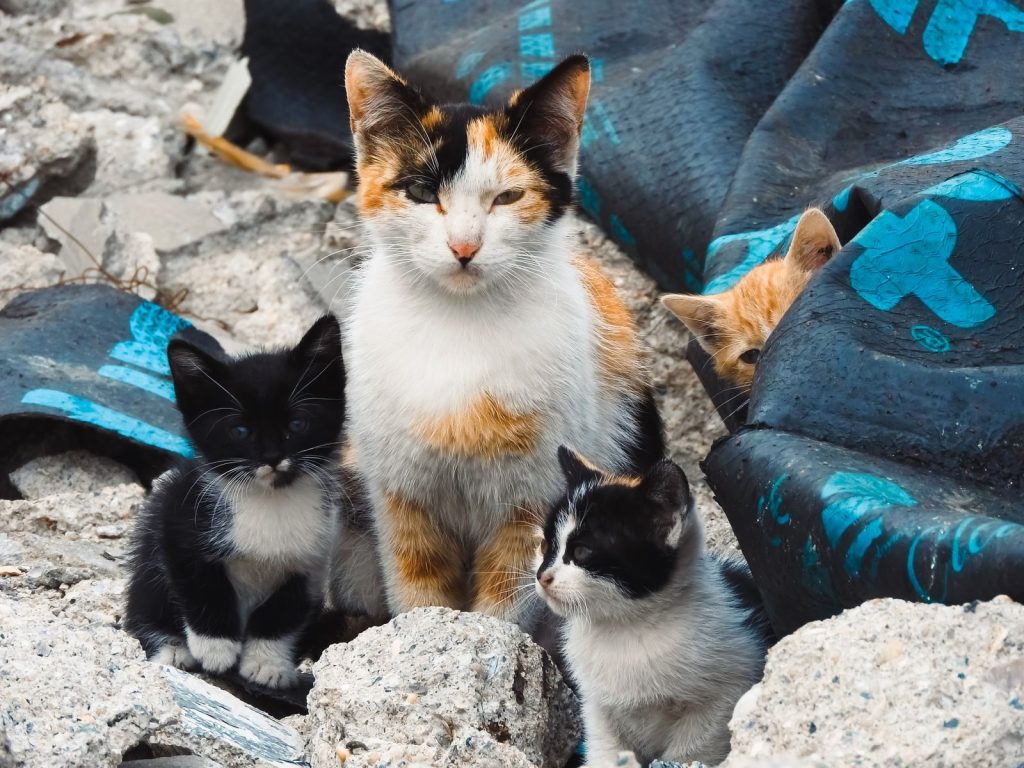 The tiny mother cat snuggling her giant kittens