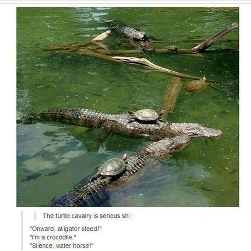 21 turtle and tortoise memes for a slow Sunday morning