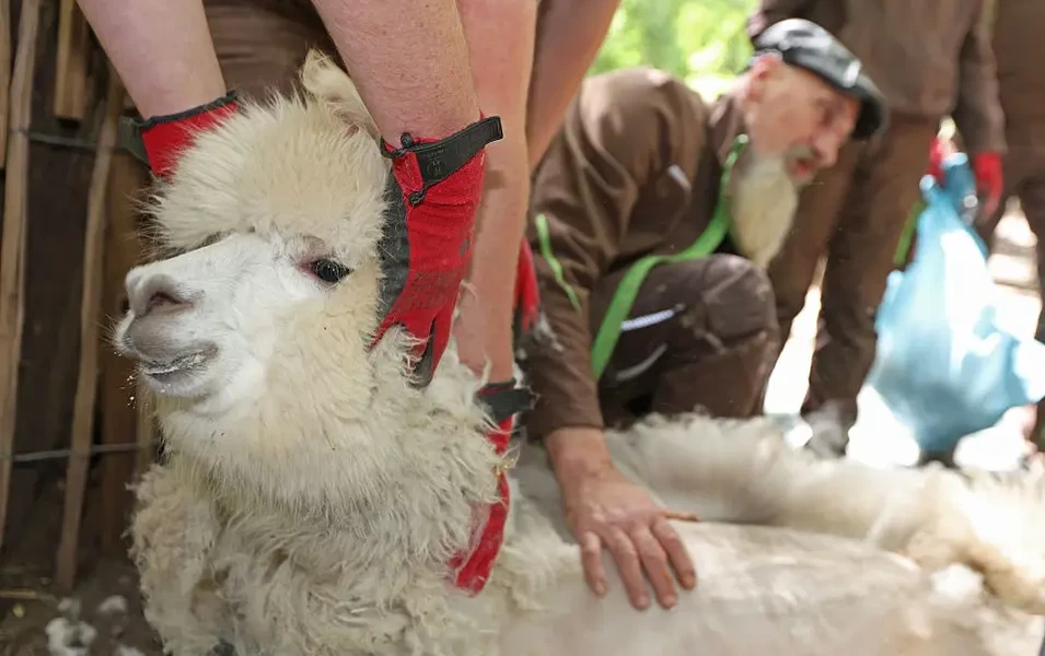Choosing between alpaca and llama wool