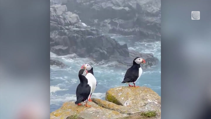 Adorable puffins on the cliffs of Newfoundland
