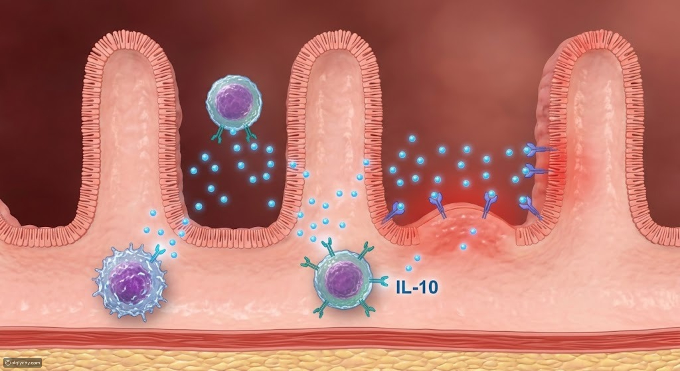 Scientists finally uncover the cause behind inflammatory bowel disease