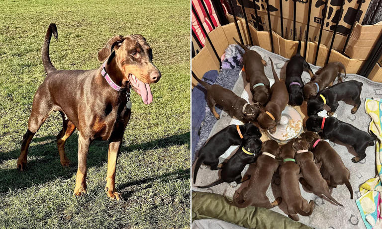 Cathy the Doberman matches UK record after giving birth to massive ...