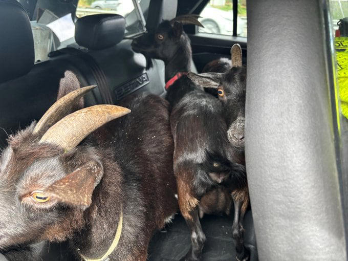 King County troopers return goats after highway adventure