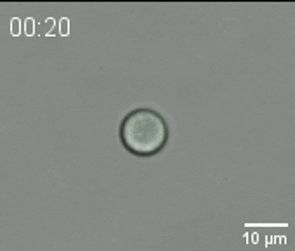 Scientists discover 'explosive' new immune cell type
