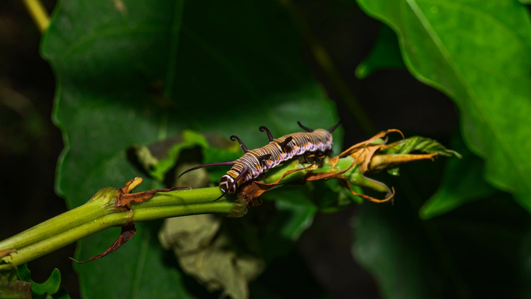 4 fascinating facts about caterpillar legs and adaptations