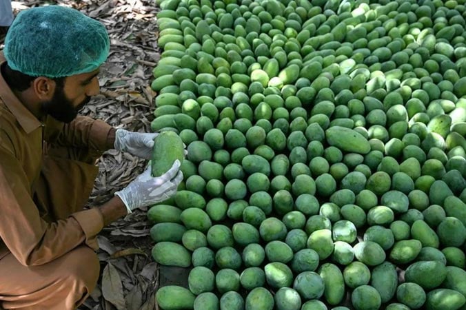 Mango exports shrink as Middle East war impacts lingerPublished on ...