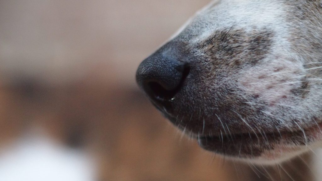 The science behind dogs detecting human brain trauma