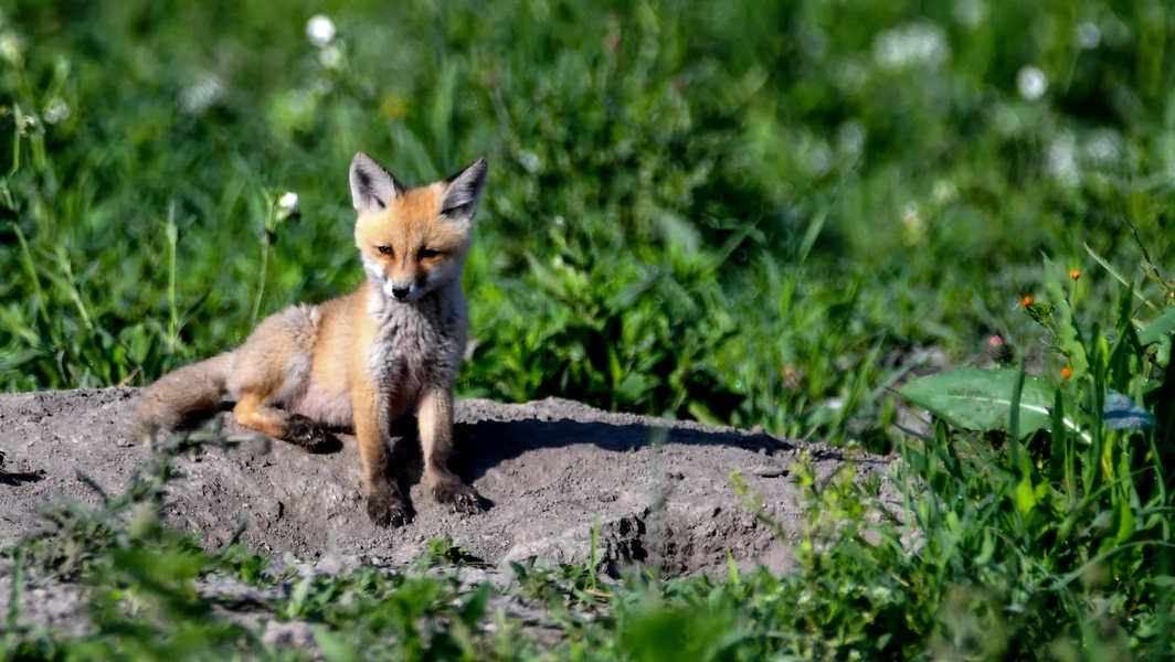 Safe and responsible fox encounters