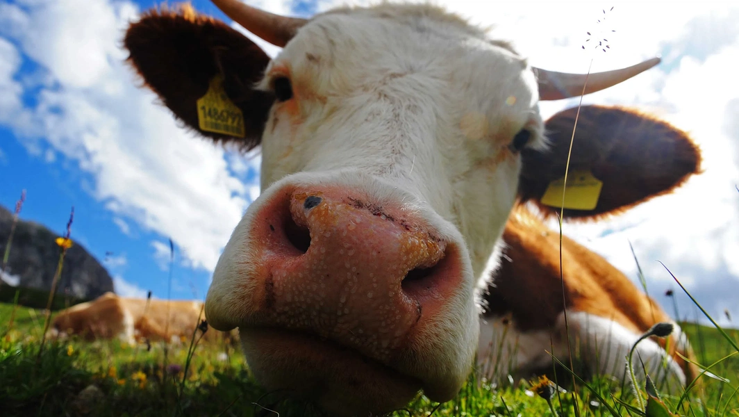 Viral cow video delights viewers