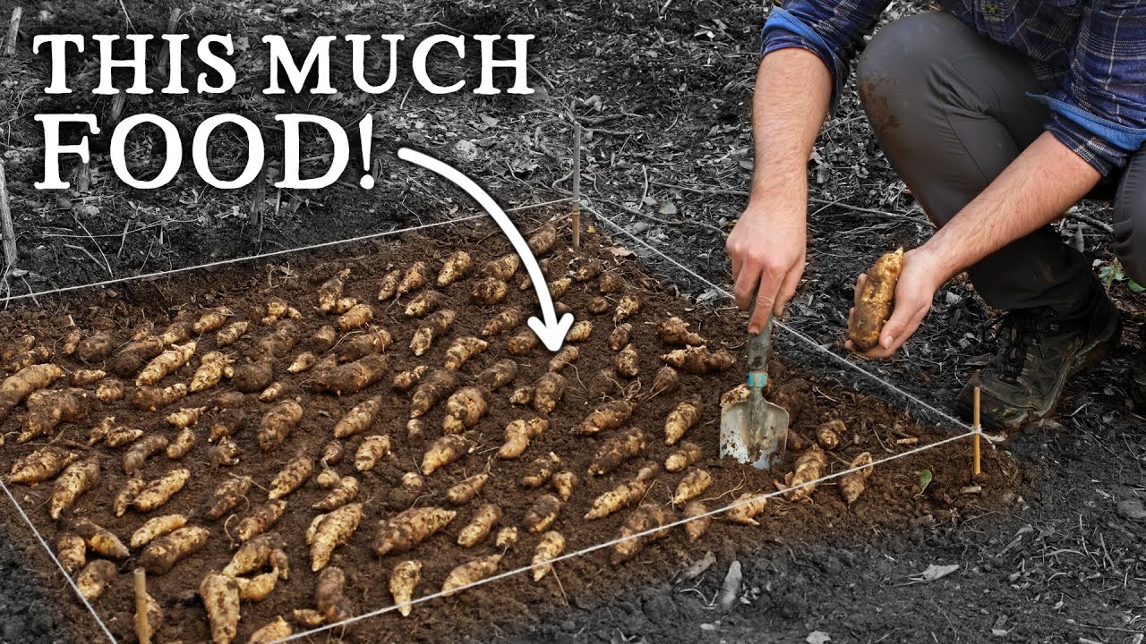 I found the easiest vegetable to grow!
