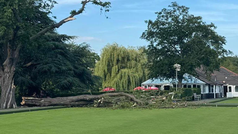 Bowling Green closed until tree removed