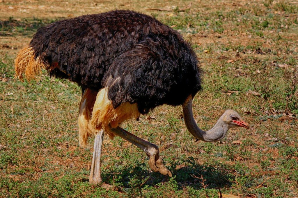 The most dangerous birds in the animal kingdom and why they can be deadly